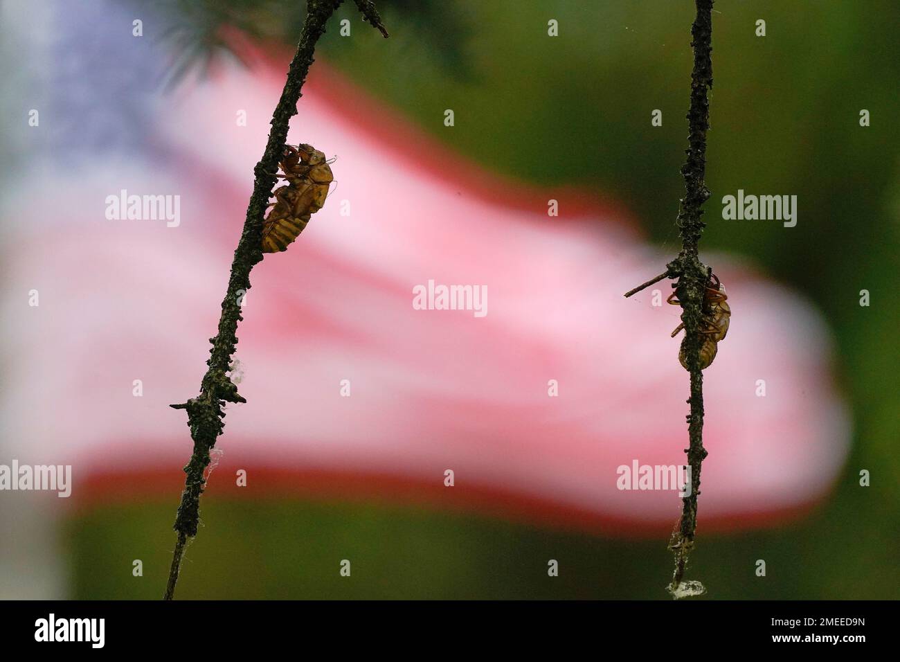 The nymph shells of cicadas are seen on branches of a pine tree with a ...