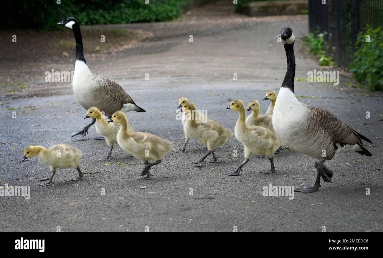 A family of Canada Geese cross a path in a park in London, Monday, May ...