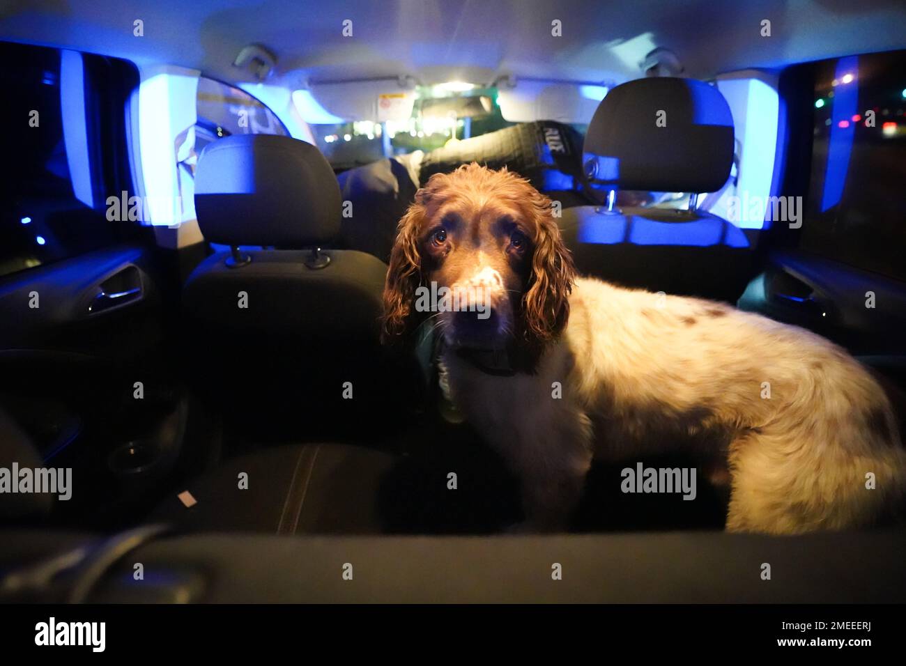 Metropolitan police dog handler hi-res stock photography and images - Alamy