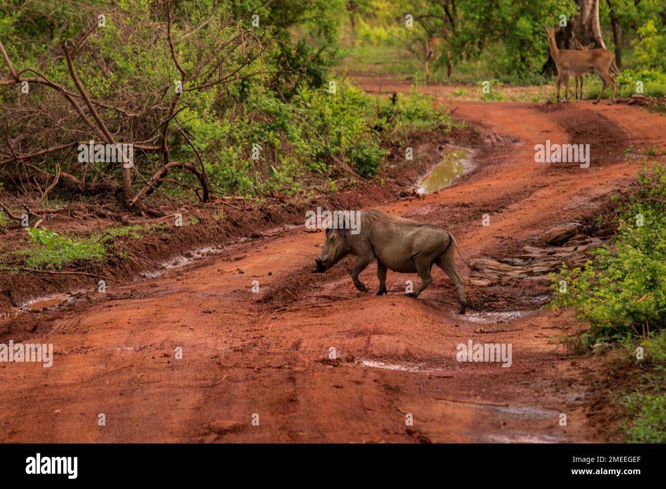 Wild life Animals in Mole National Park, the largest wildlife refuge of ...