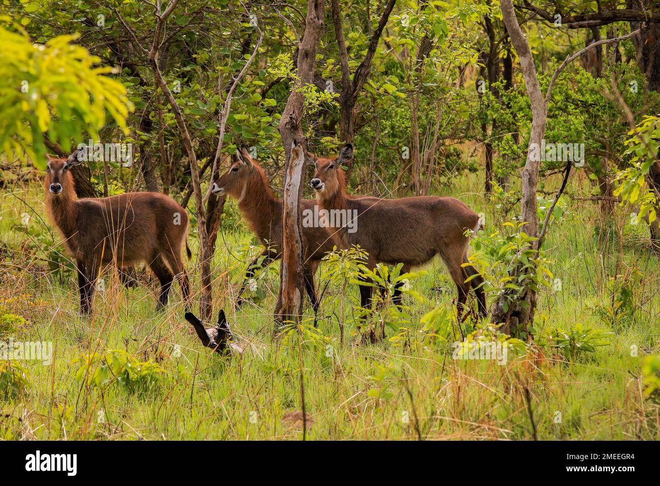 Wild life Animals in Mole National Park, the largest wildlife refuge of ...