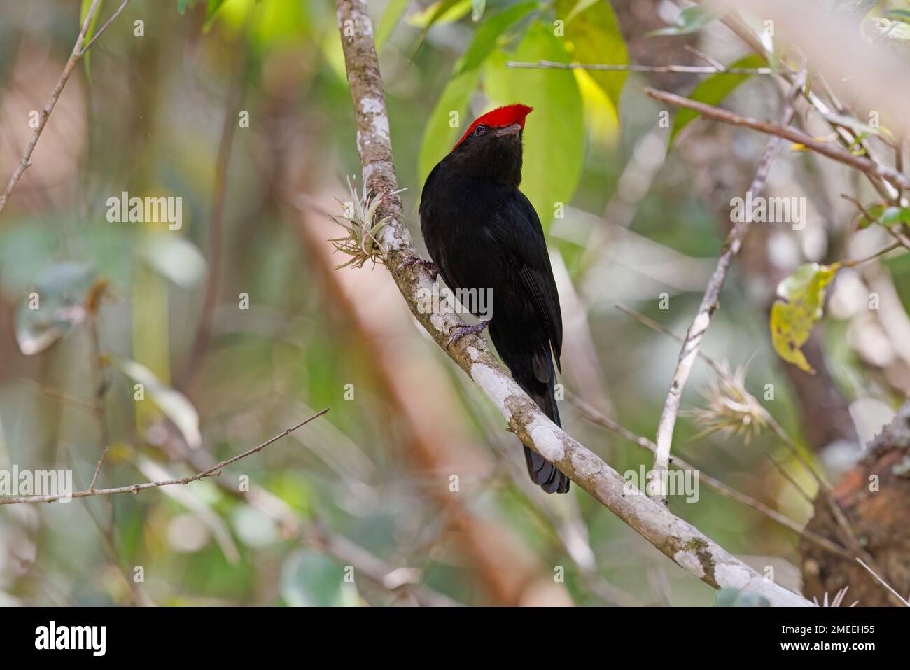 Helmeted manakin hi-res stock photography and images - Alamy