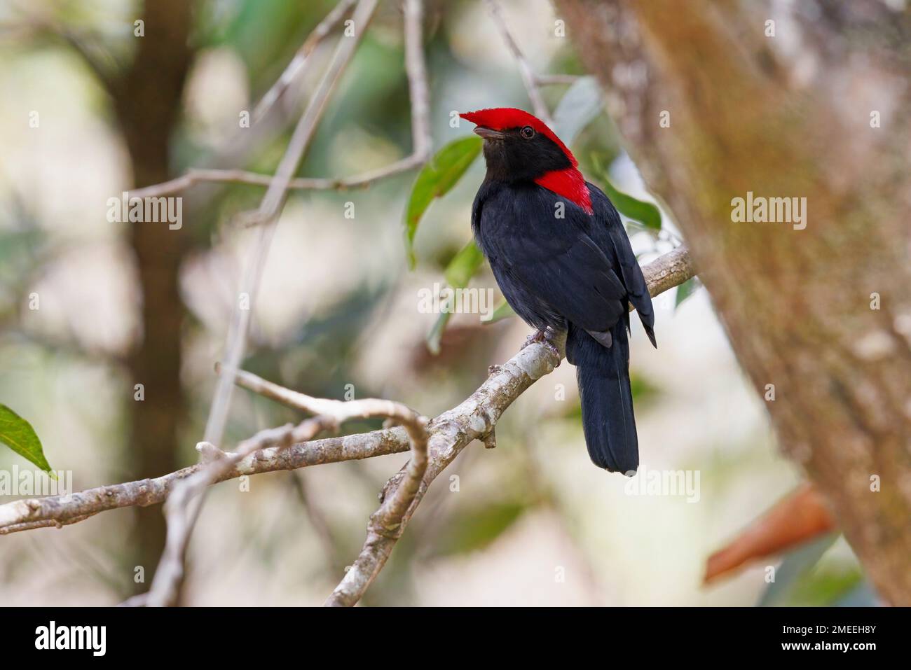 Helmeted manakin hi-res stock photography and images - Alamy