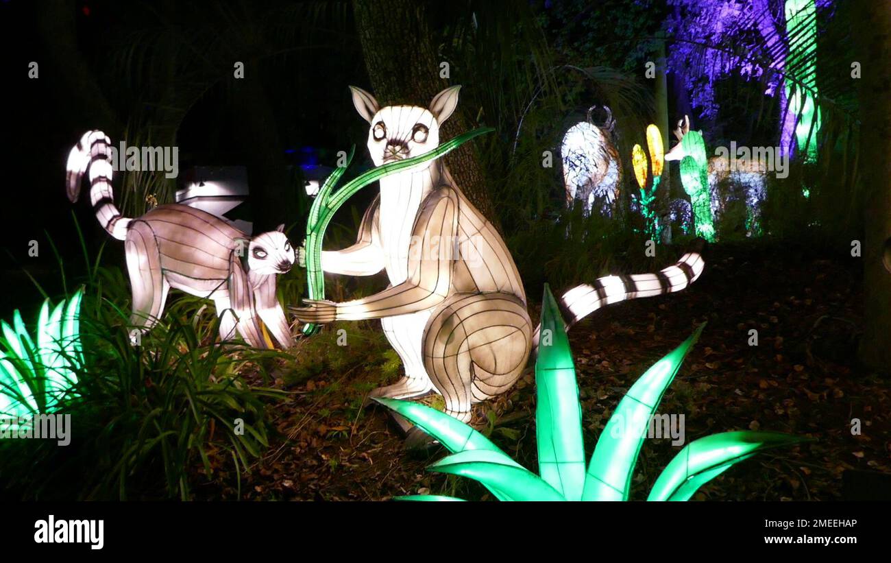 Los Angeles, California, USA 22nd January 2023 Lemurs at Zoo Lights ...