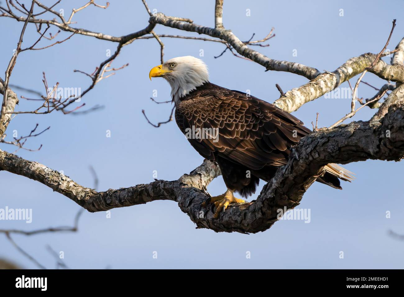 Eagle branch hi-res stock photography and images - Alamy