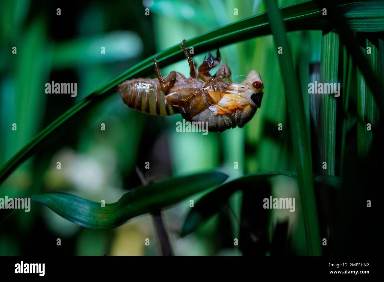 A cicada sheds its nymphal skin in Washington, Saturday, May 22, 2021 ...