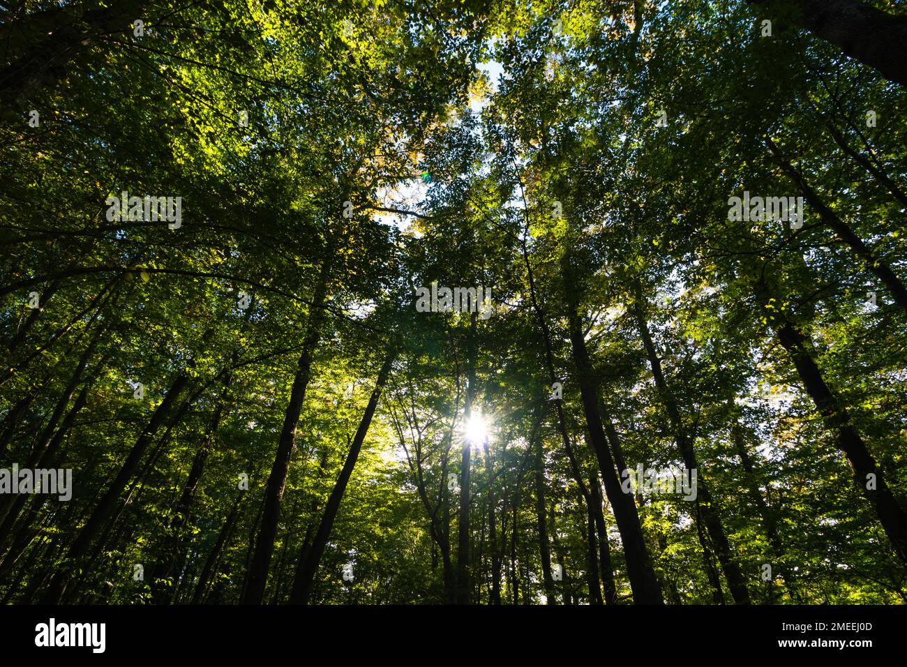 Wide angle view of lush forest from below with sunlight between the ...