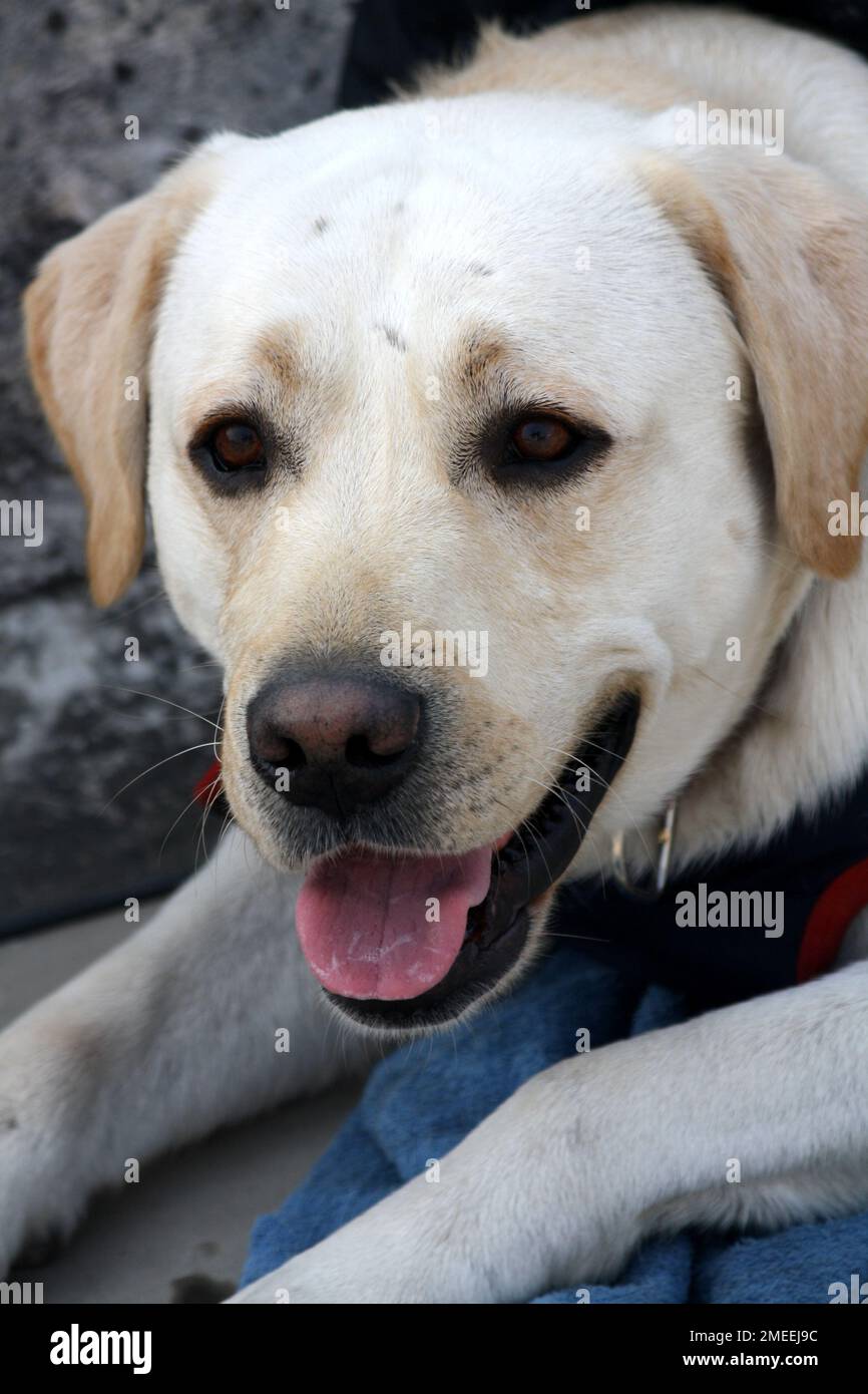 Jaw pix hi-res stock photography and images - Alamy