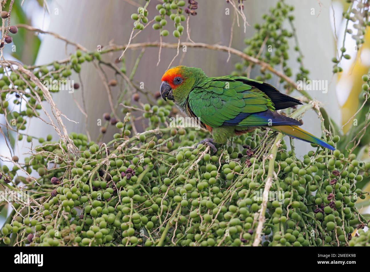 Golden-capped Parakeet, Piumhi, MG, Brazil, August 2022 Stock Photo - Alamy
