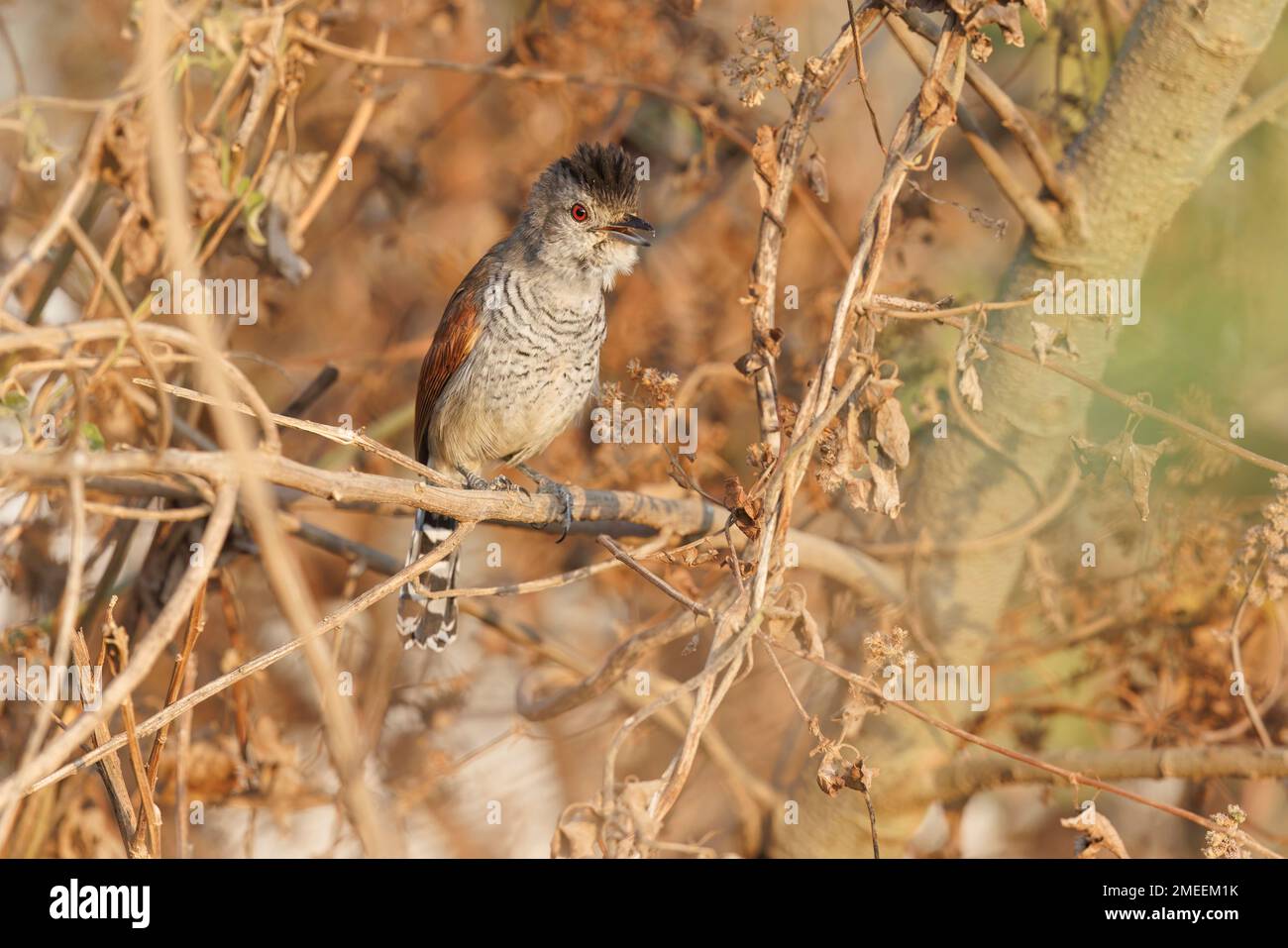 Rufous winged ant shrike hi-res stock photography and images - Alamy