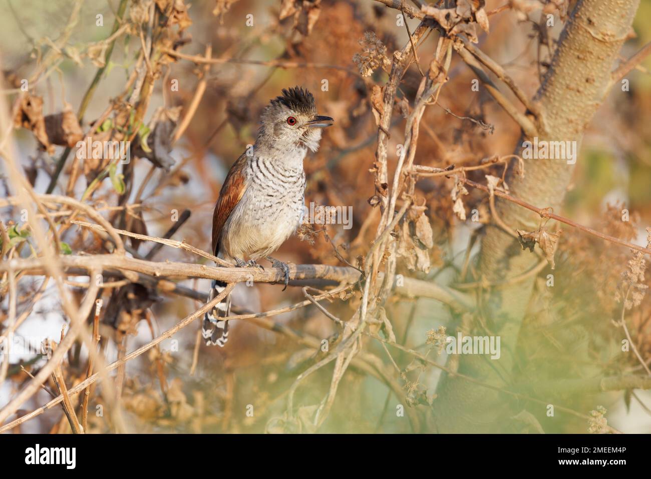 Rufous winged ant shrike hi-res stock photography and images - Alamy