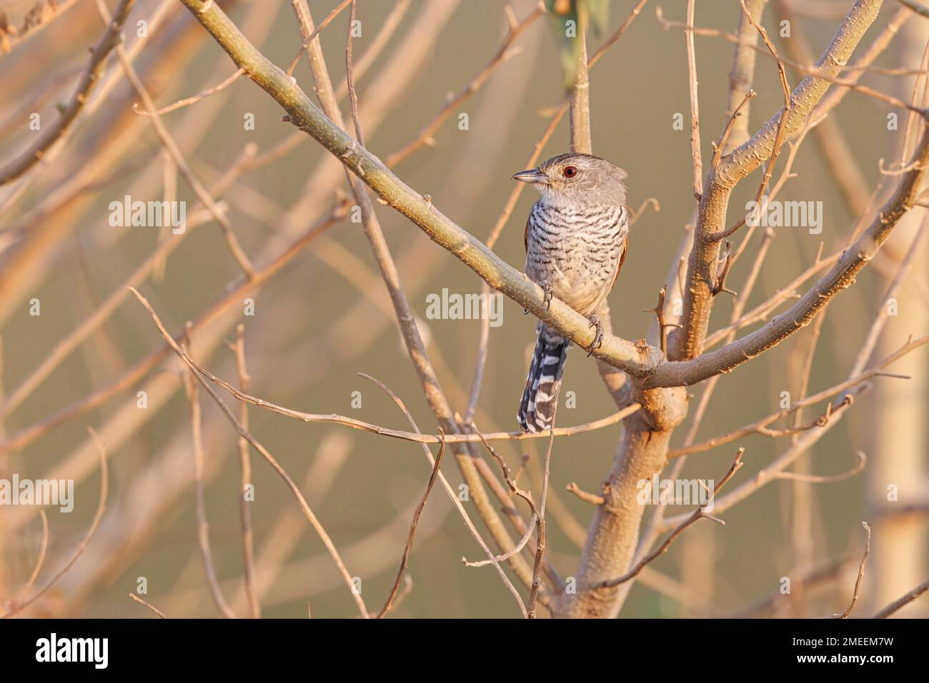 Winged ant hi-res stock photography and images - Alamy
