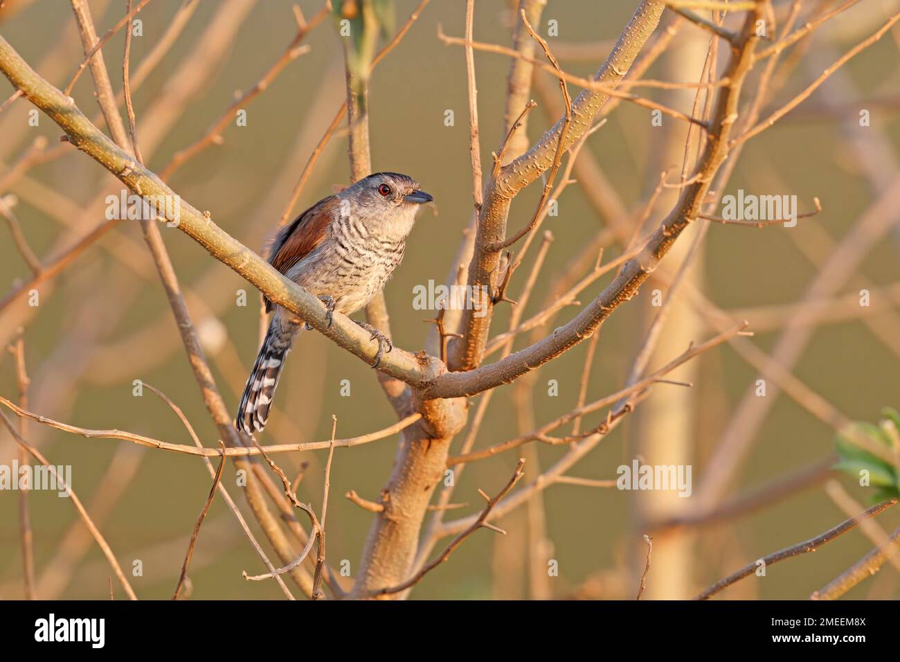 Rufous-winged Ant-shrike, Sao Roque de Minas, MG, Brazil, August 2022 ...