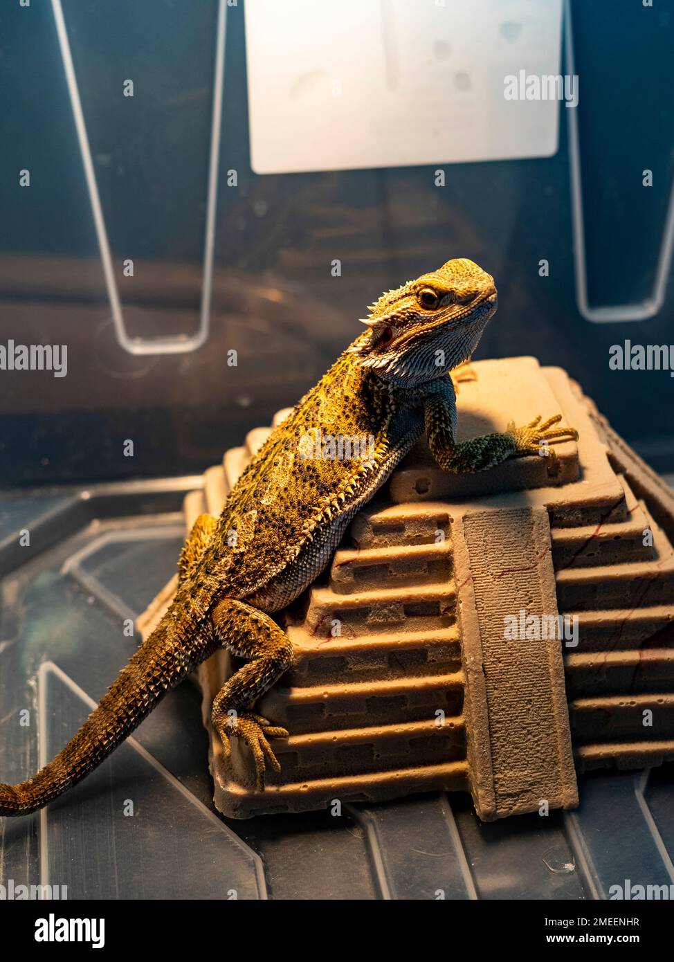 A vertical high angle shot of a Central bearded dragon leaned on a ...