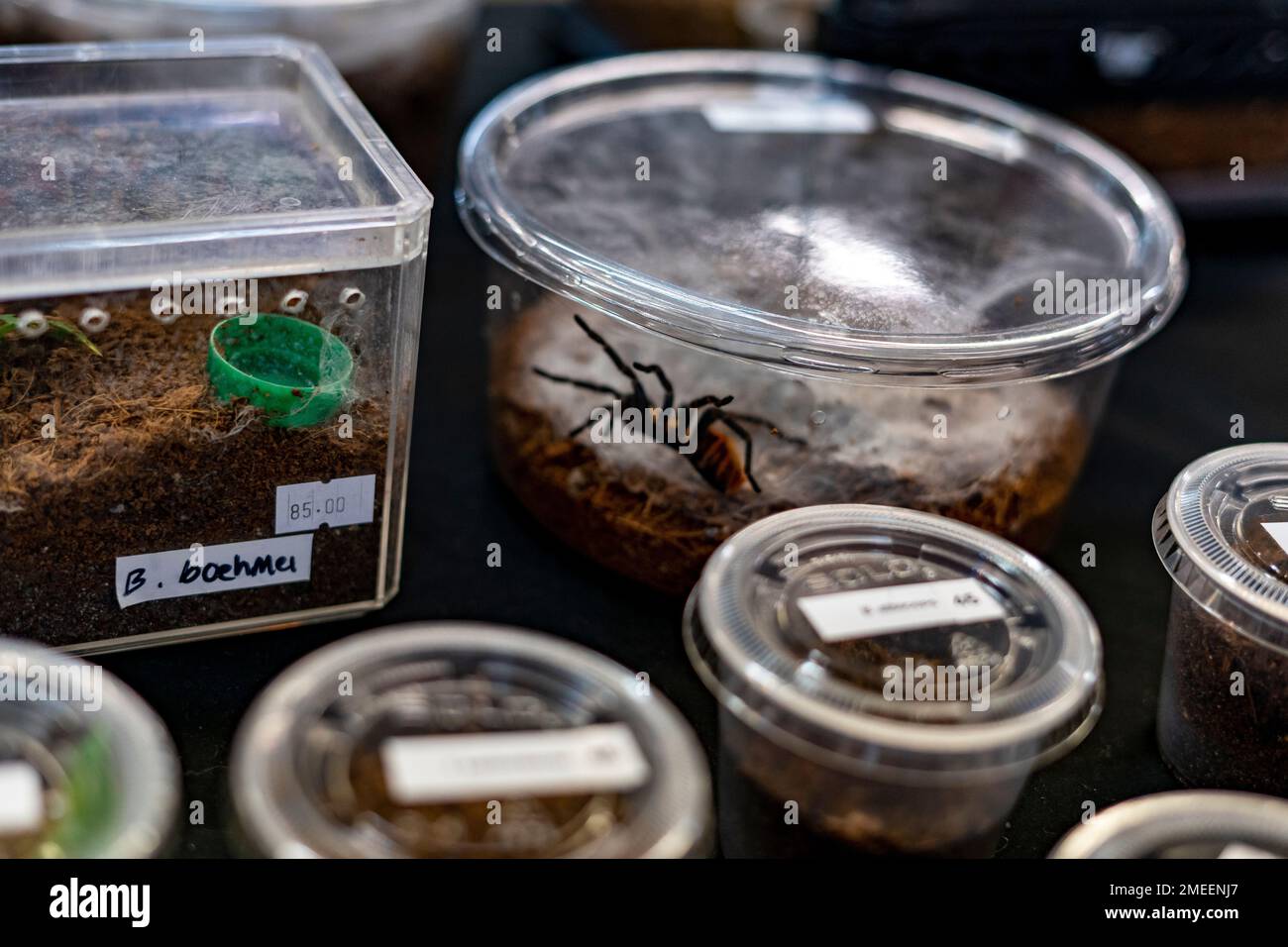 A closeup shot of different animals including a tarantula in plastic ...