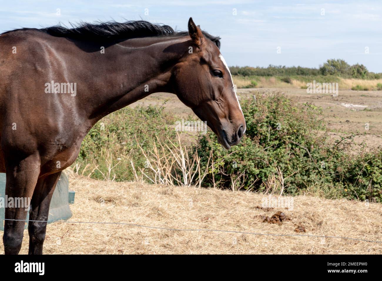 side portrait of beautiful mare horse in landscape Stock Photo - Alamy