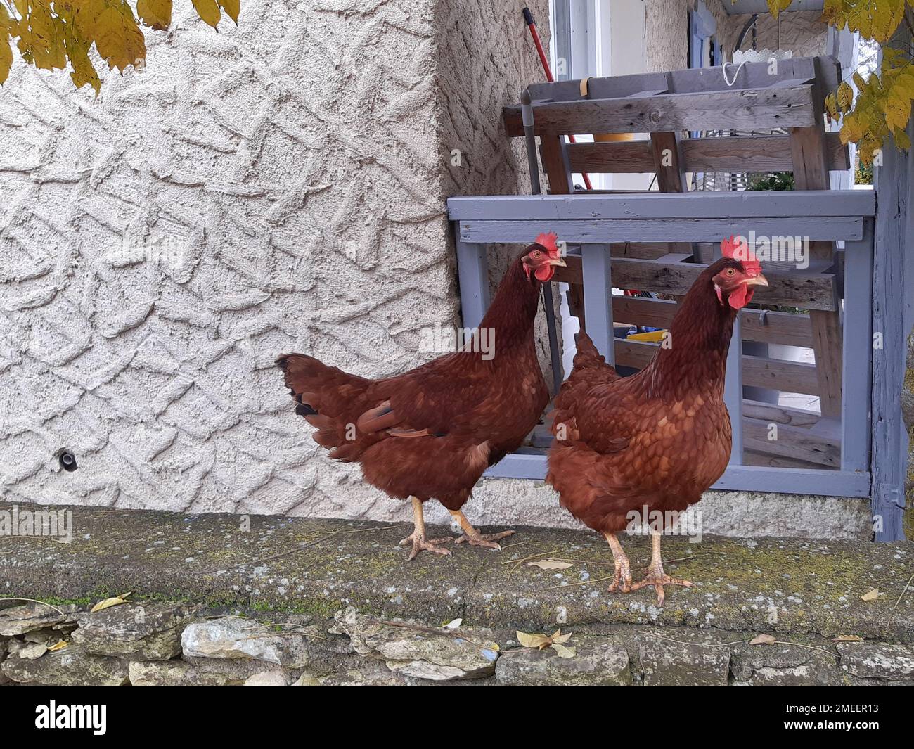 Two hens brown standing in a hen house Stock Photo - Alamy
