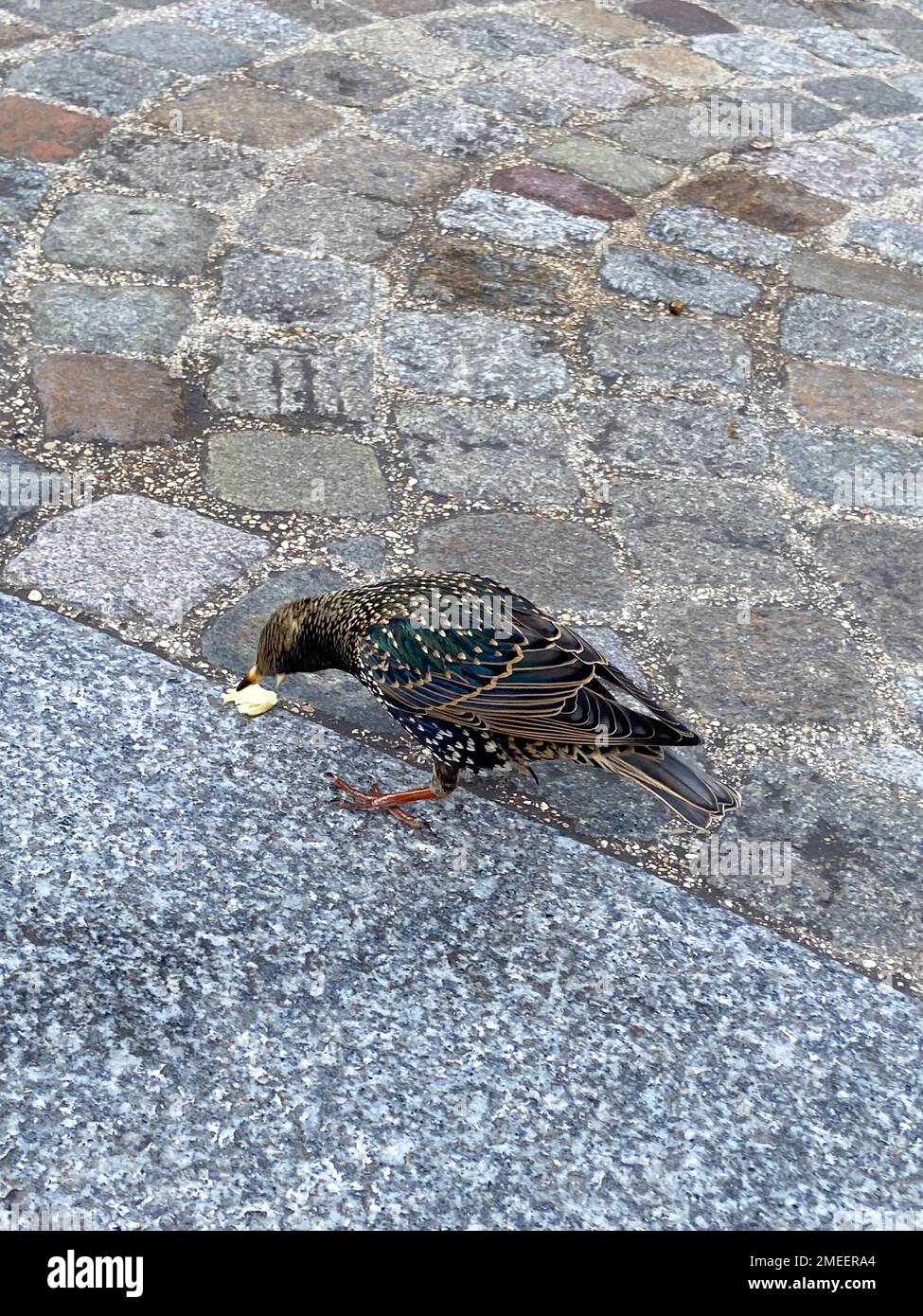 Common starling passerine bird eating crumbs from tourists in the ...