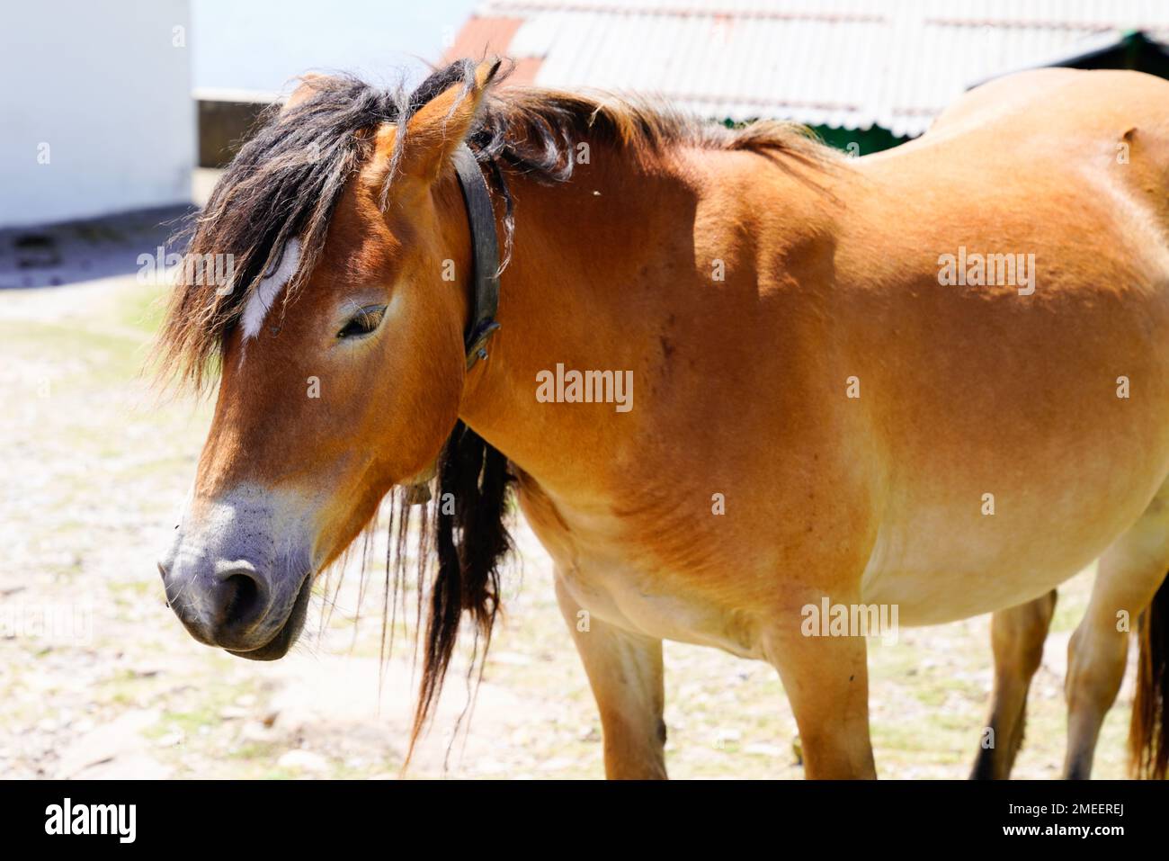 portrait of horse pottok in countryside mountains in basque country la ...