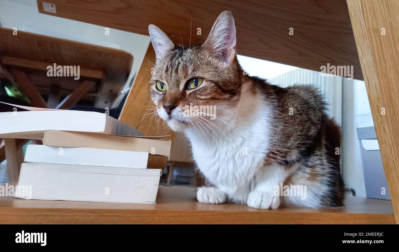 Cute cat lying on wooden shelf in living room Stock Photo - Alamy
