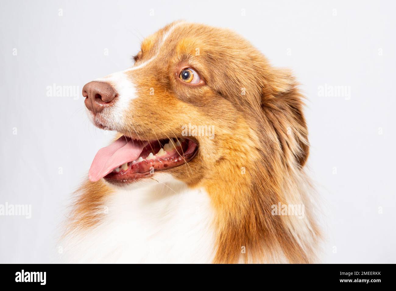 Australian Shepherd Dog isolated on white background Beautiful adult ...