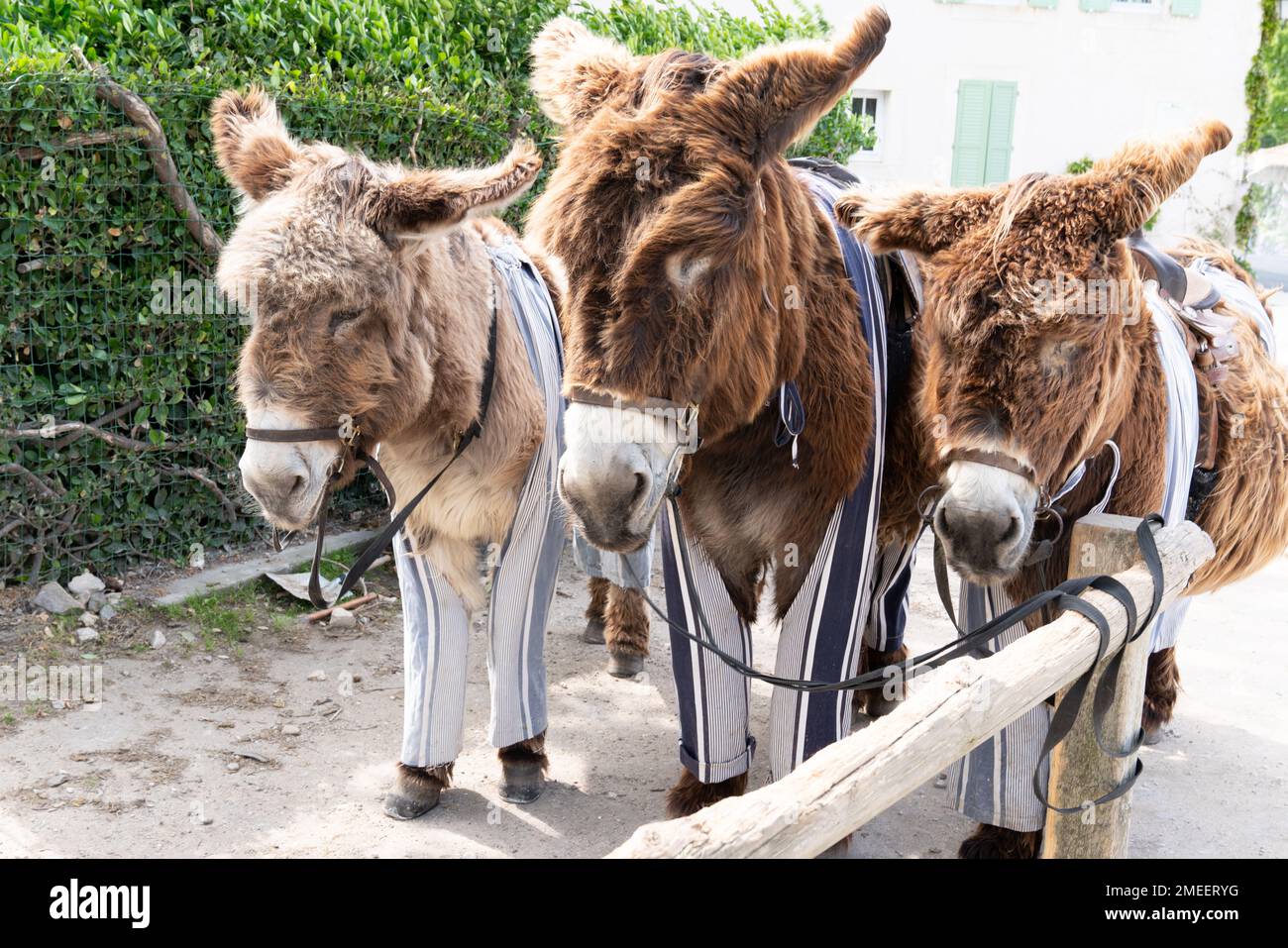 three tourist french donkey in ile de Re island french for tourism ...