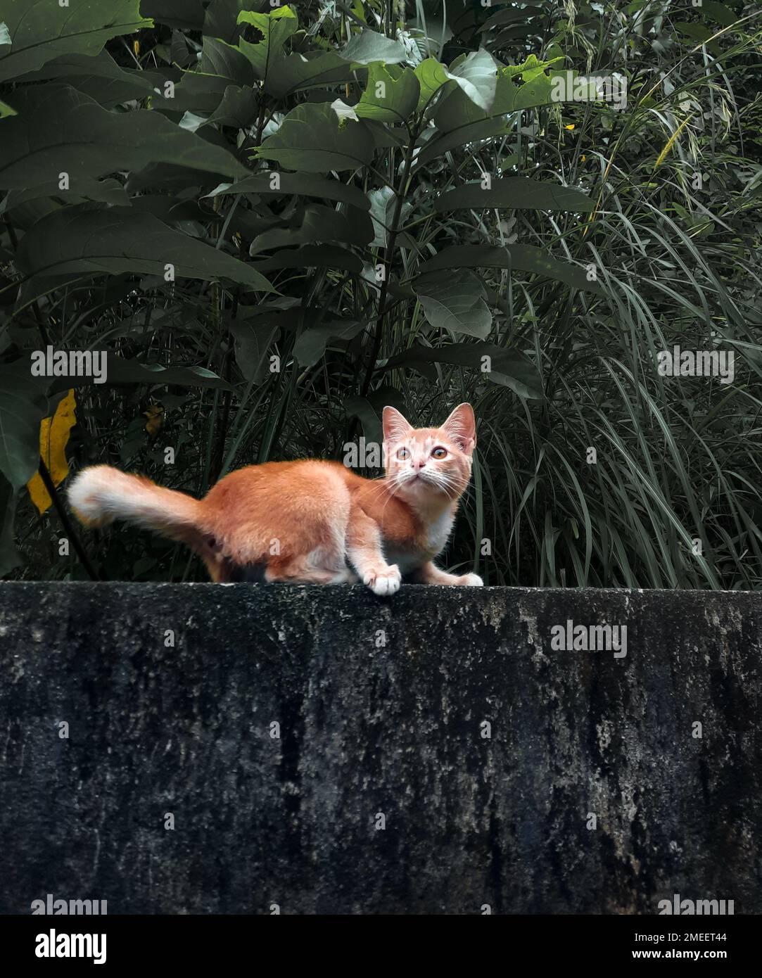 A vertical closeup of a scared ginger cat on a stone wall against green ...