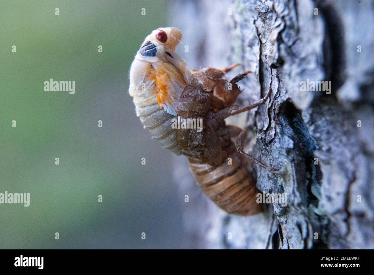 A cicada tries to burst out of its nymph shell, Friday, May 21, 2021 ...