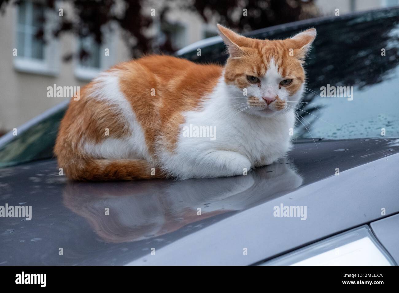 A closeup shot of a fluffy street cat with brown and white fur sitting ...