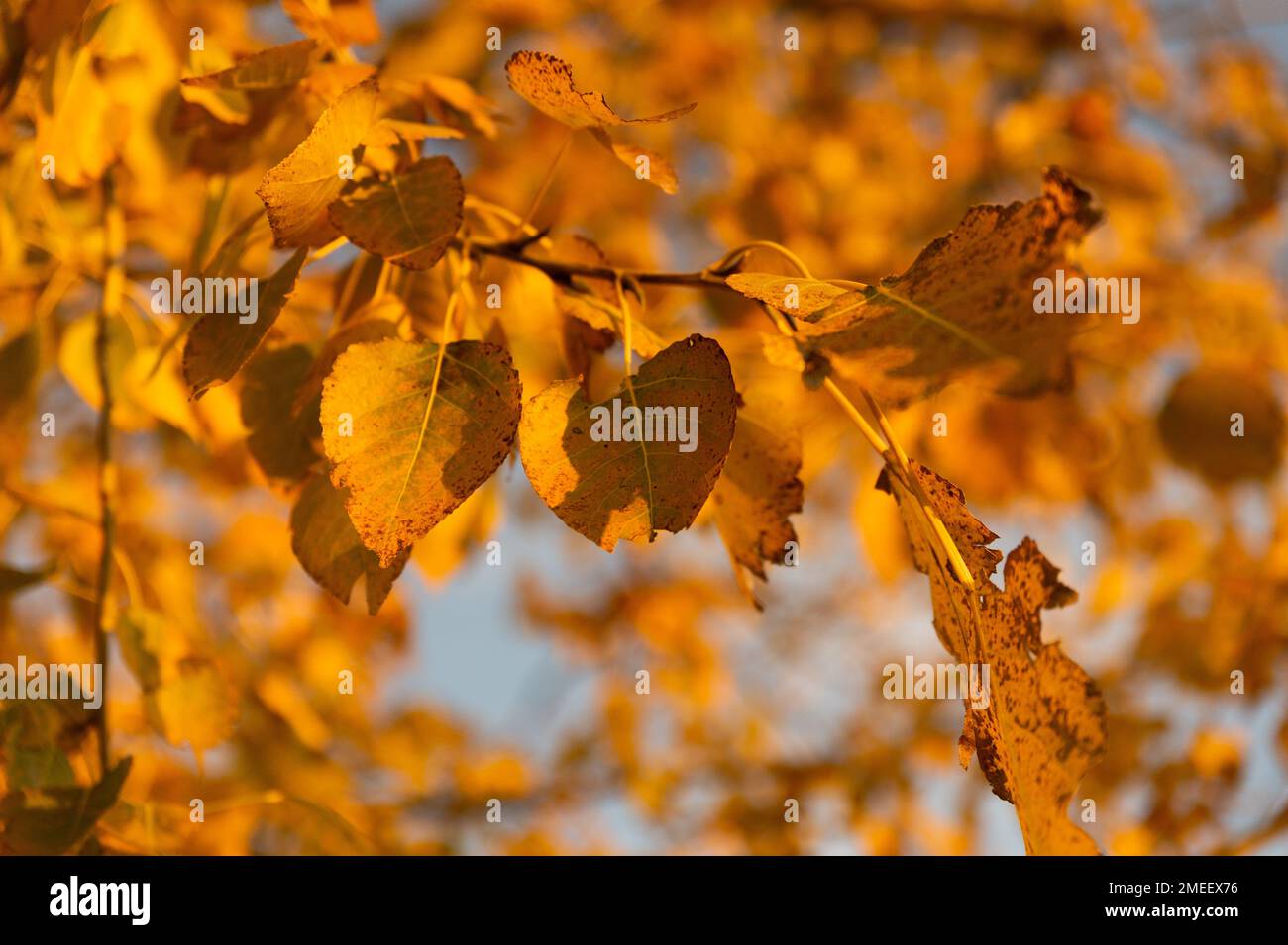 A closeup shot of golden leaves on an autumn tree in a park against the ...