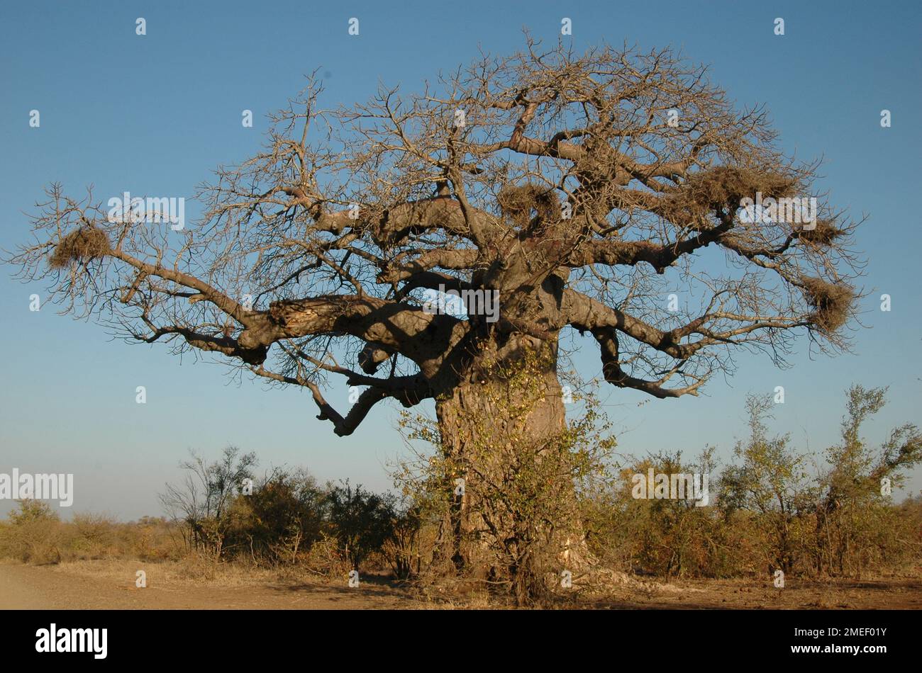 African Baobob Tree (Adansonia digitata) with nests of Redbilled ...