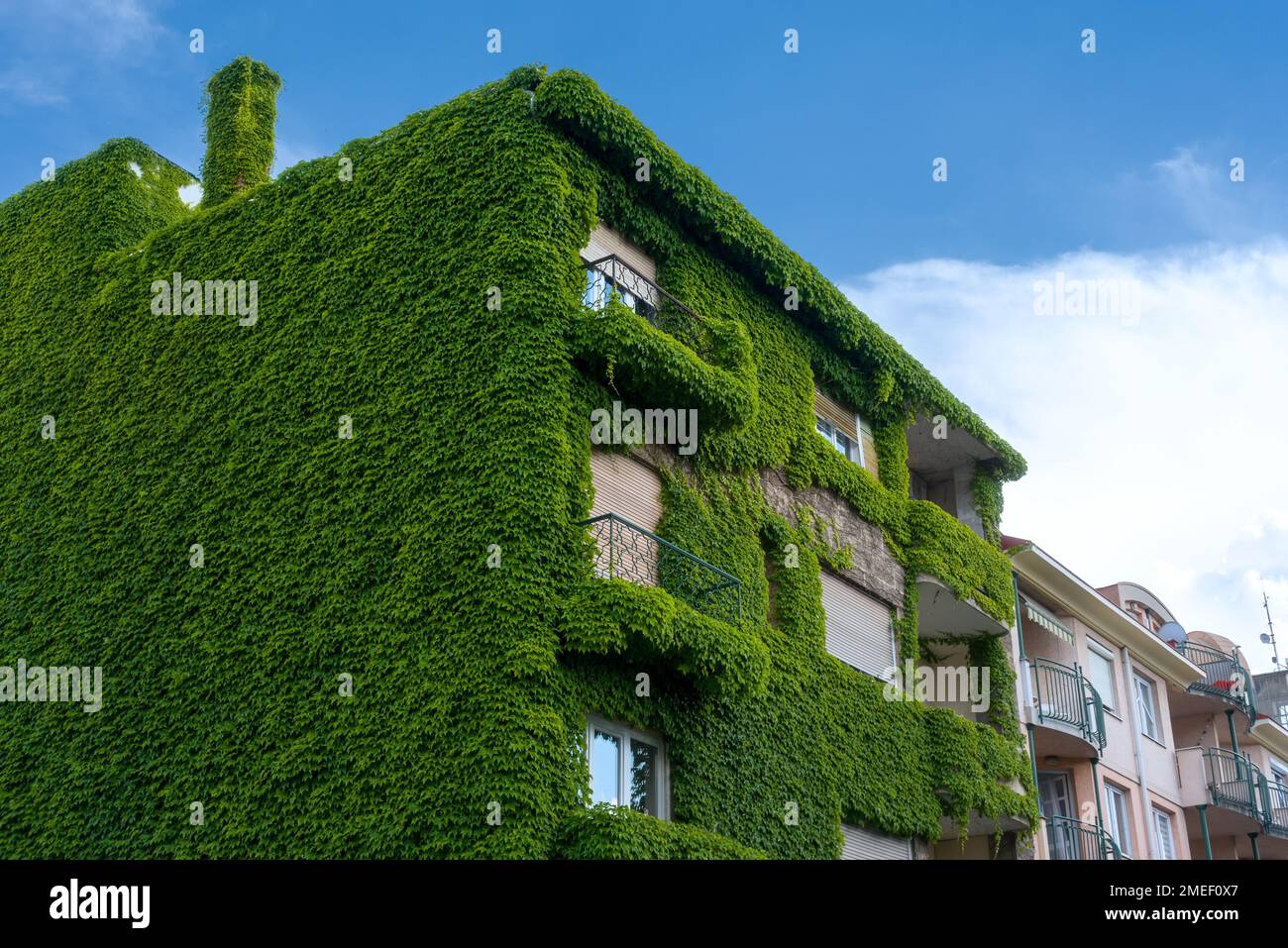 Ivy overgrown house hi-res stock photography and images - Alamy