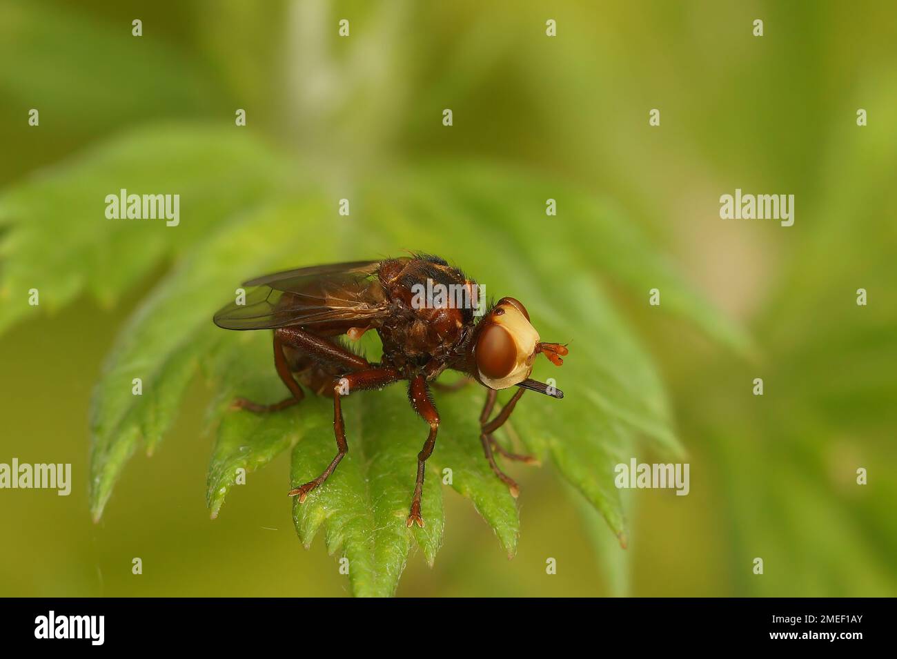 Natural closeup on a brown thick Furruginous Bee-grabber Fly, Sicus ...