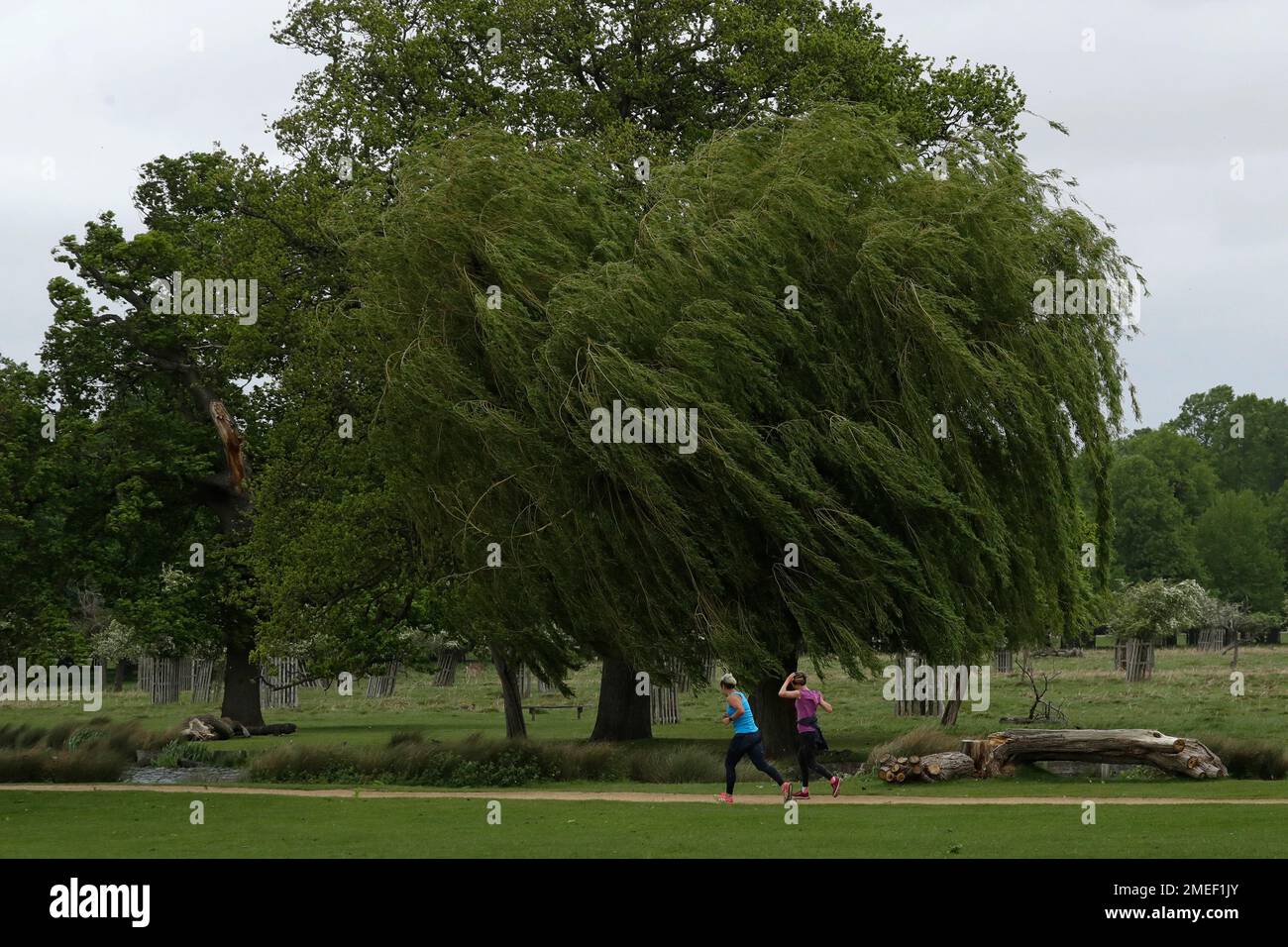 Joggers and a Weeping Willow tree are blown by a gust of wind on a ...