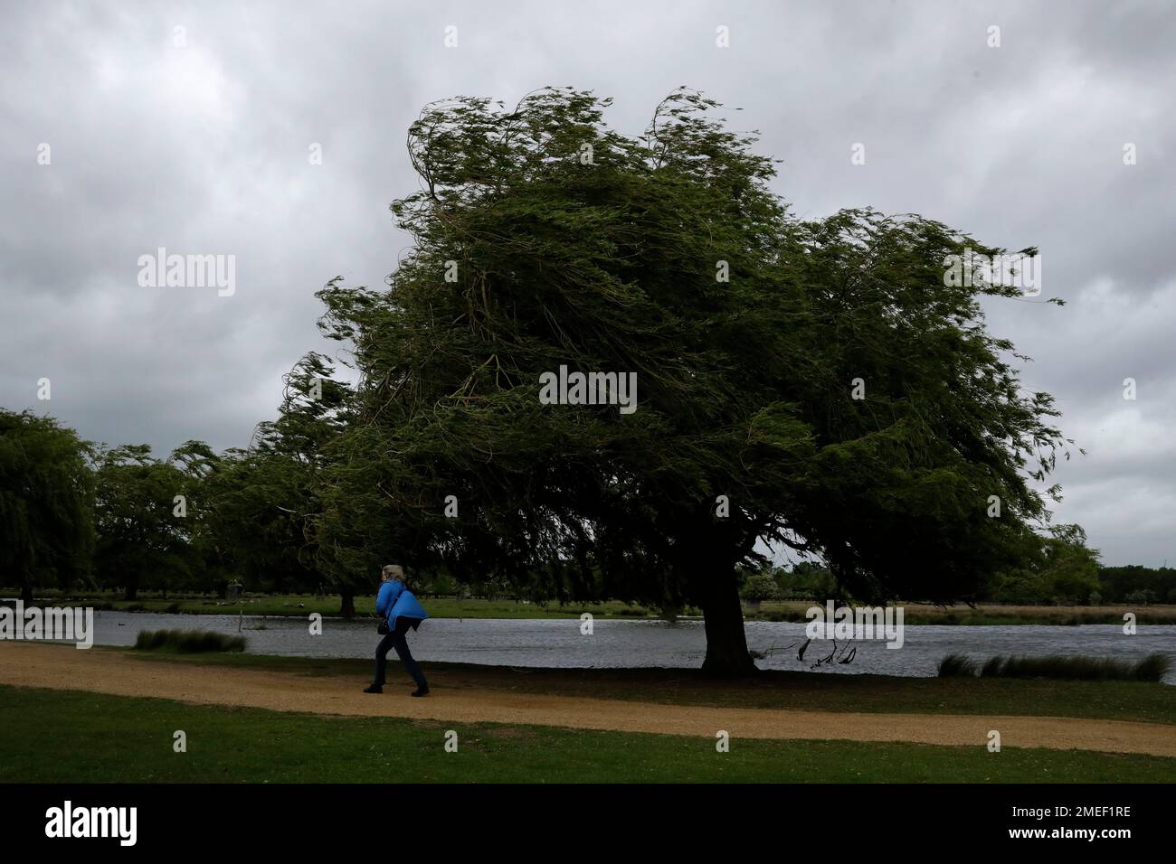 A woman and a Weeping Willow tree are blown by a gust of wind on a ...