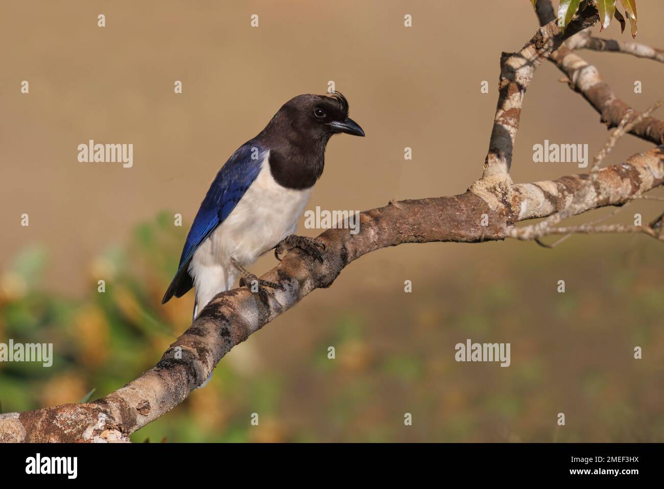 Curl-crested Jay, Serra da Canastra lower part, MG, Brazil, August 2022 ...