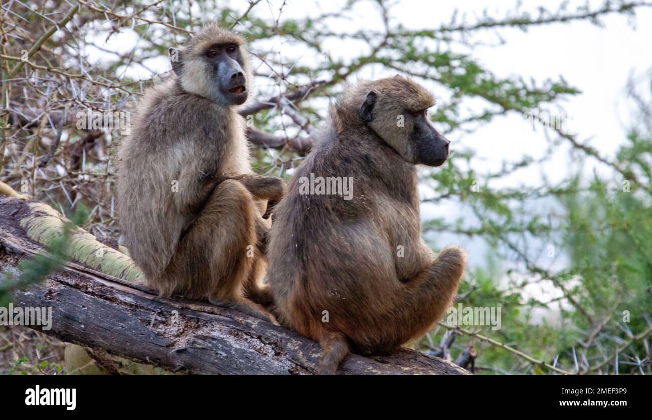 Two baboons sitting in an acacia tree Stock Photo - Alamy