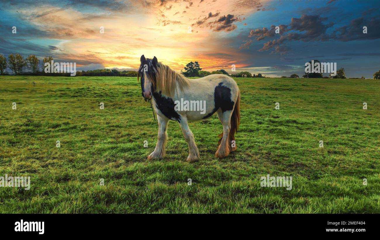 Galineers cob hi-res stock photography and images - Alamy