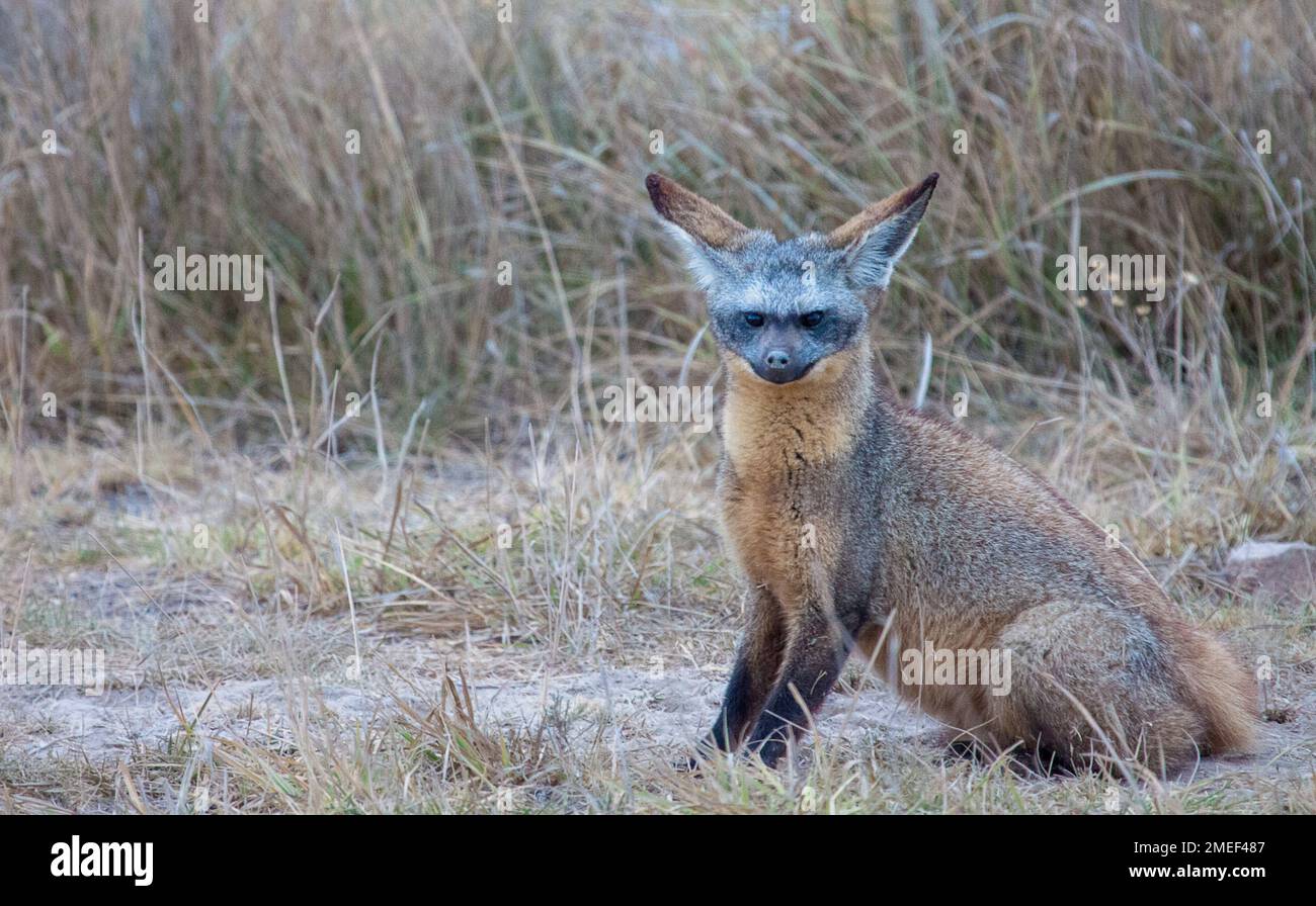 Bat-eared fox sitting in grass Stock Photo - Alamy