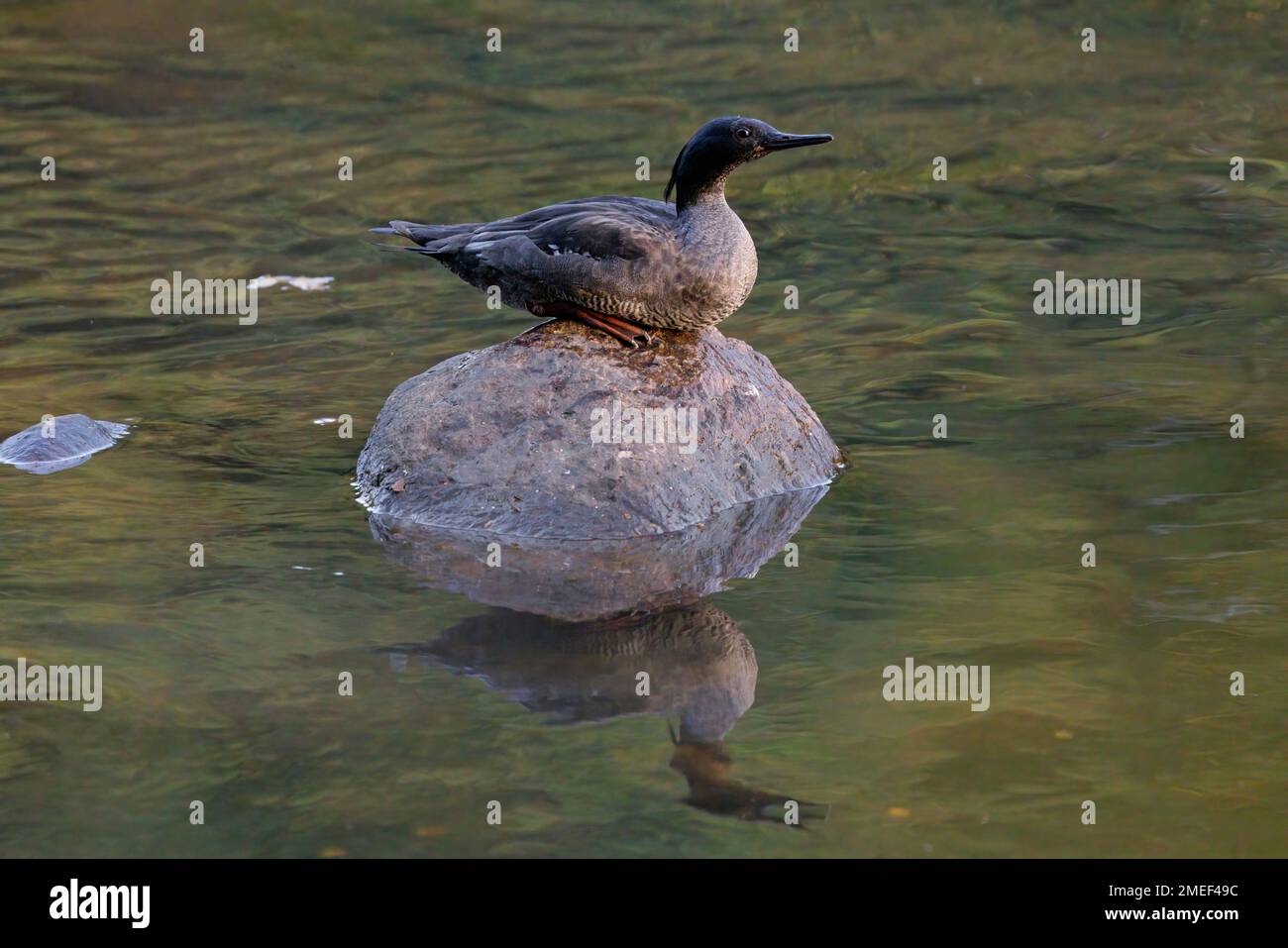 Brazilian Merganser