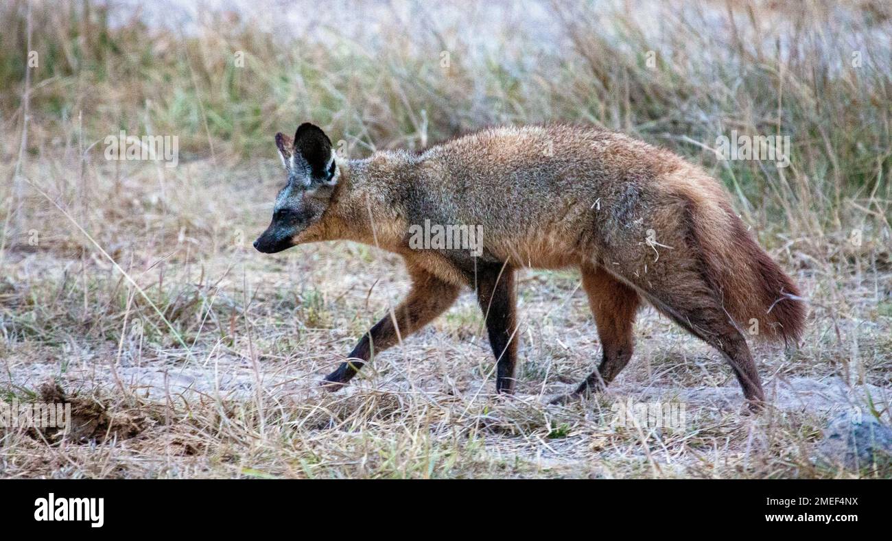 Bat eared fox walking hi-res stock photography and images - Alamy