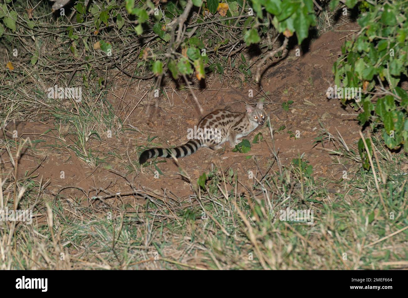 Large-spotted Genet (Genetta tigrina), night game drive, Kruger ...