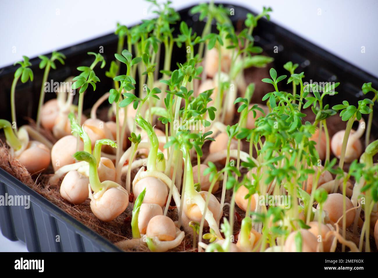 Close-up of peas microgreens with seeds and roots. Sprouting ...