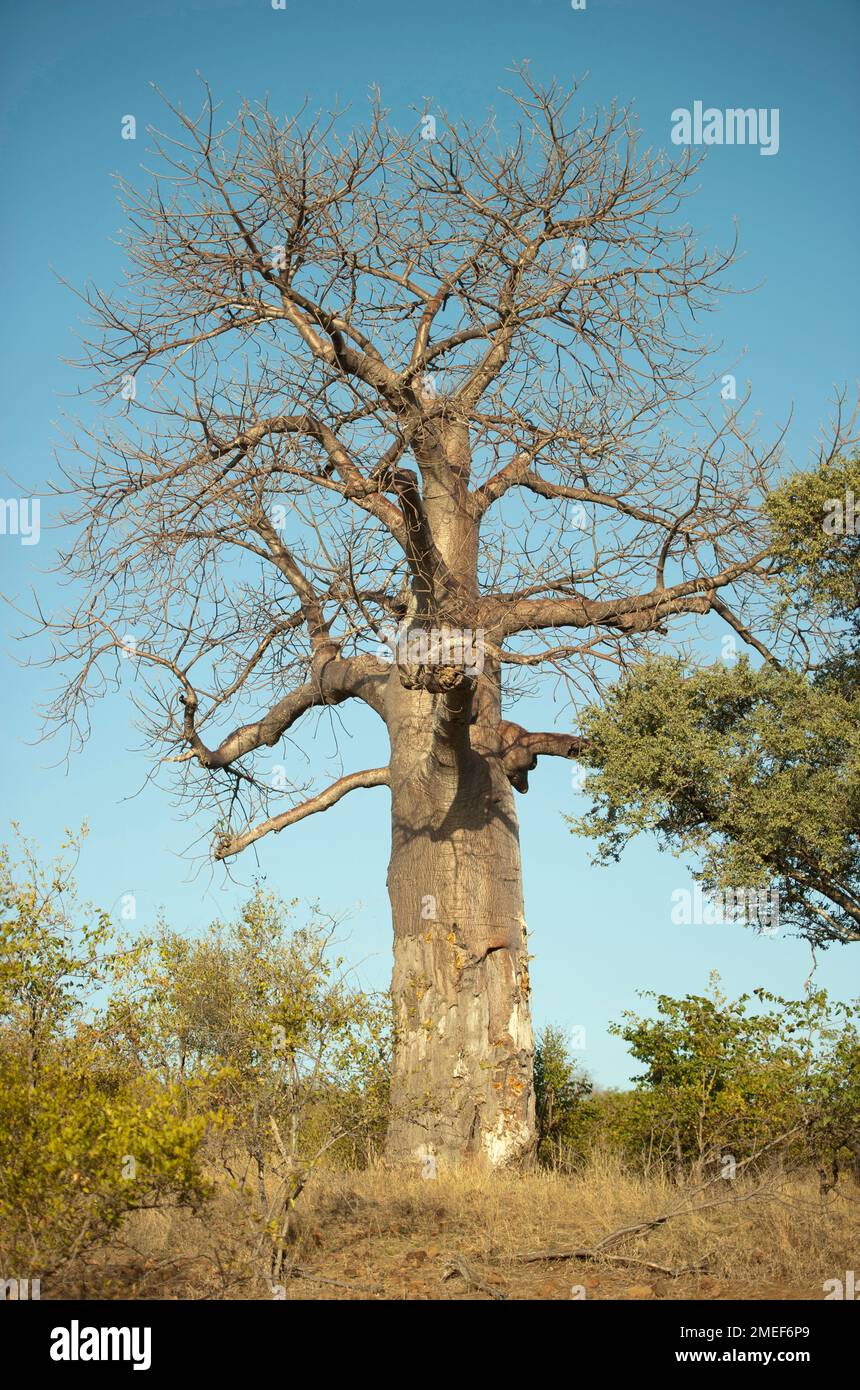 Baobob Tree (Adansonia digitata), Kruger National Park, Mpumalanga ...