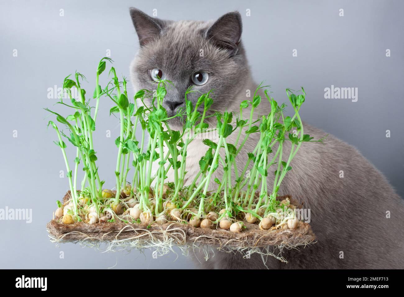 Close-up of peas microgreens with seeds and roots on gray background ...