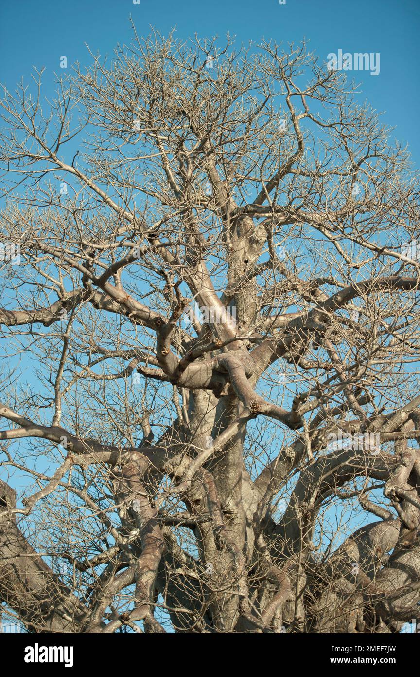 Baobob Tree (Adansonia digitata), Kruger National Park, Mpumalanga ...