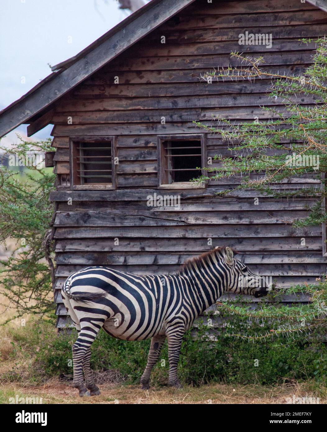 Zebra standing outside a wooden cottage Stock Photo - Alamy