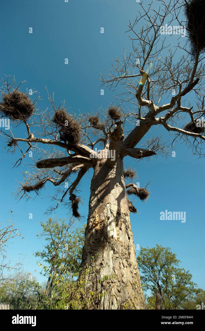 Baobob Tree (Adansonia digitata) with nests of Redbilled Buffalo ...