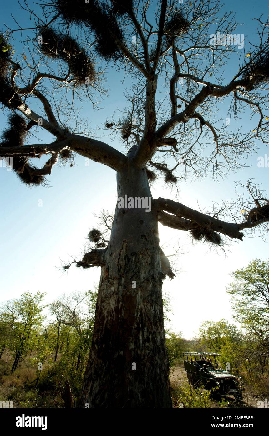 Baobob Tree (Adansonia digitata) with nests of Redbilled Buffalo ...