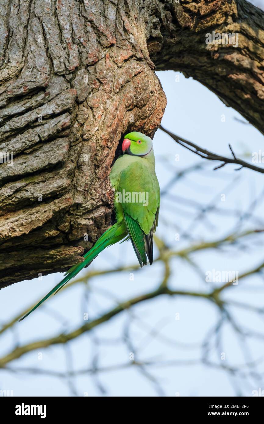 rose-ringed parakeet, ring-necked parakeet, Psittacula krameri, Bird at ...